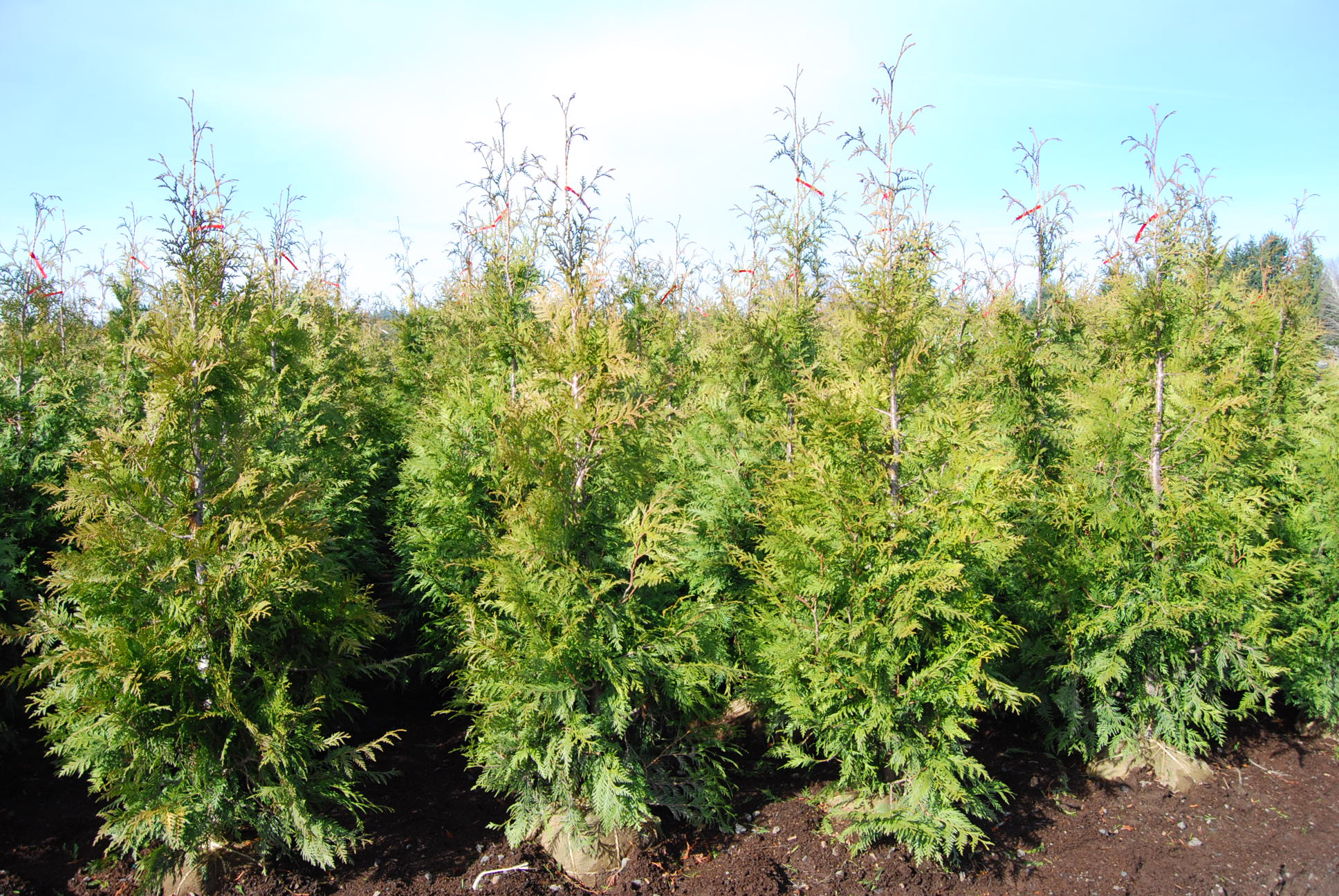 Green Giant Arborvitae: The Best Privacy Tree for Fast Results – Bay ...