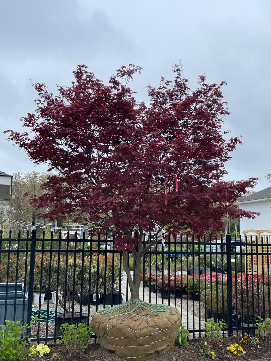 Bloodgood Japanese Maple