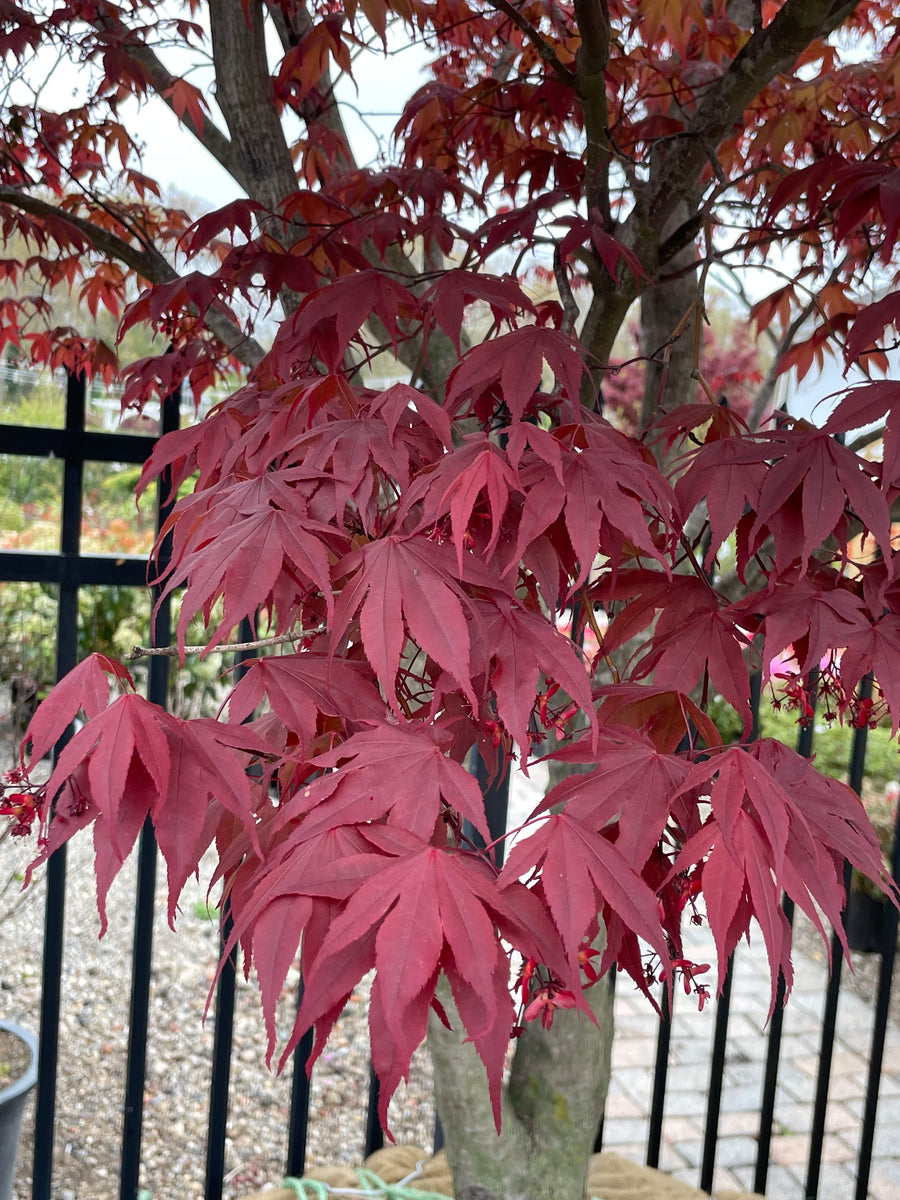 Buy 'Bloodgood' Japanese Maple Online | Bay Gardens
