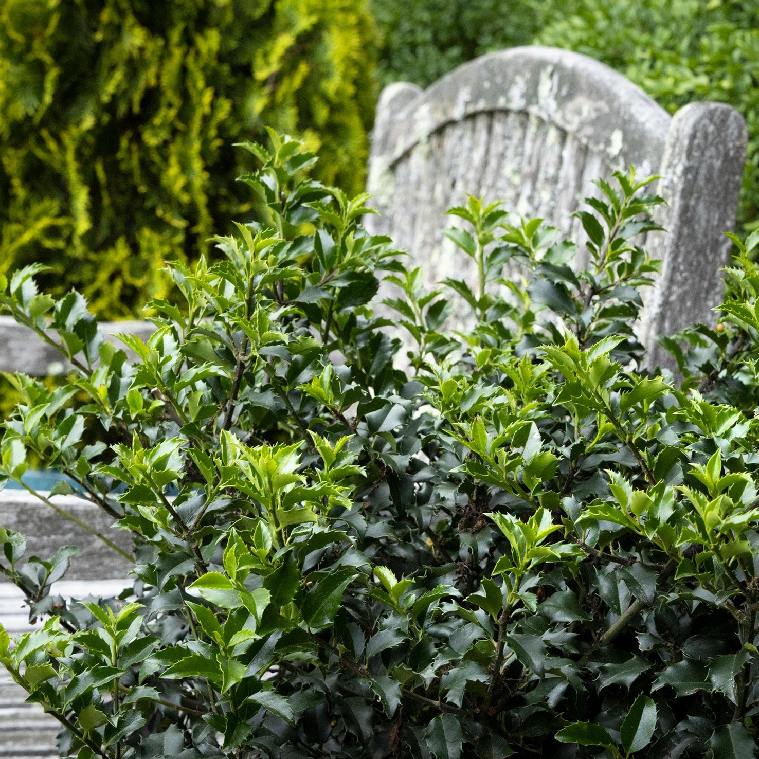 Holly 'Blue Princess' – Bay Gardens