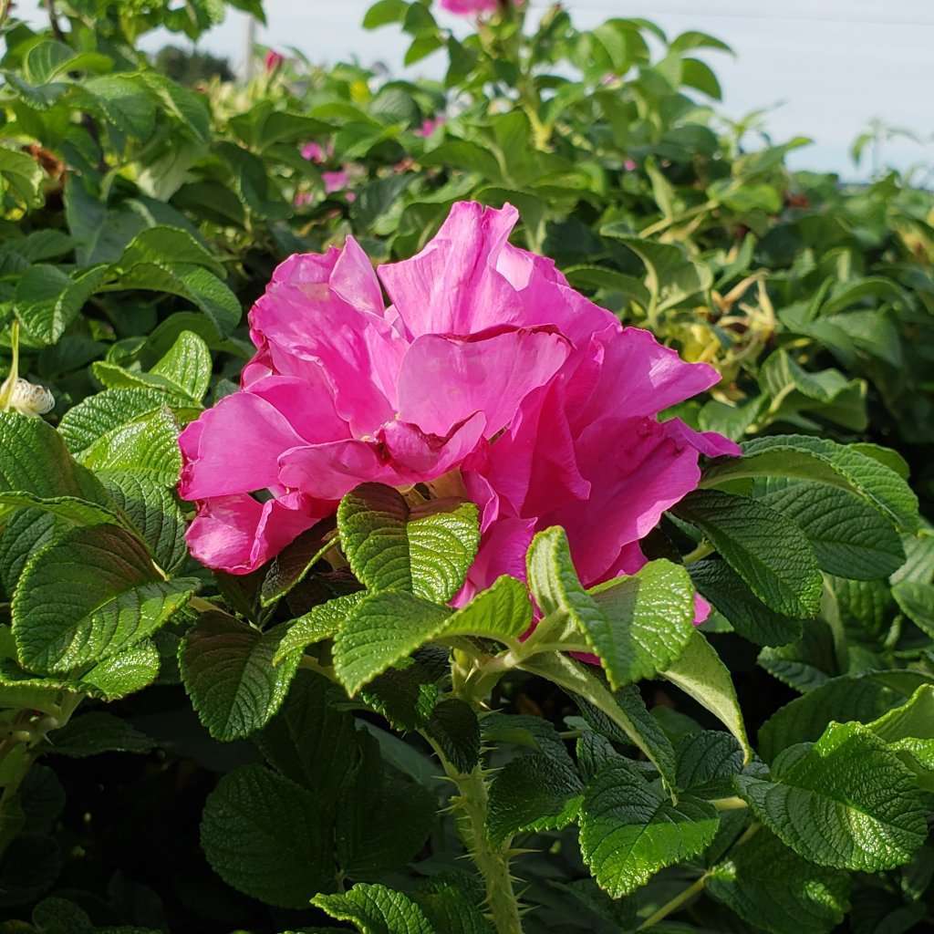Buy Pink Rosa Rugosa Online | Flowering Shrubs | Bay Gardens