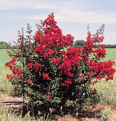Crape Myrtle 'Red Rocket' (Red) – Bay Gardens