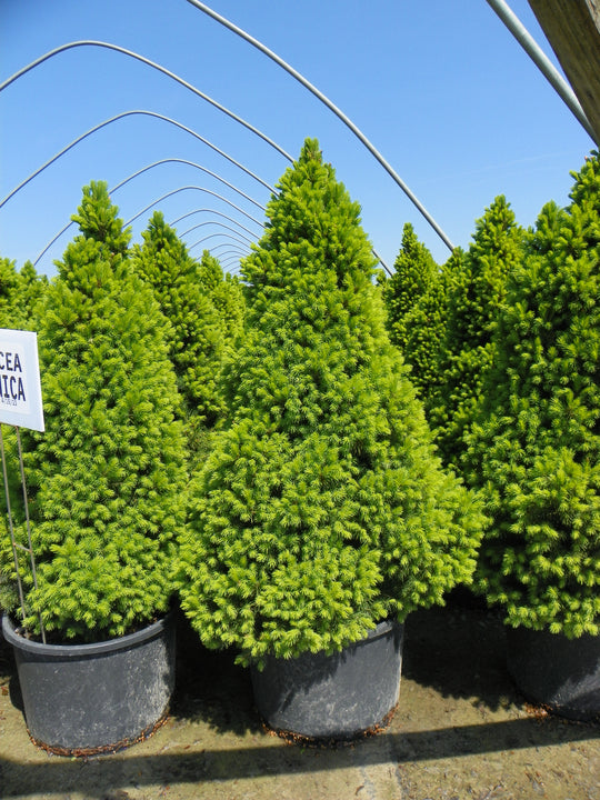 Ilex 'Excelsa Schwoebel' | Evergreen Privacy Hedge Plant – Bay Gardens