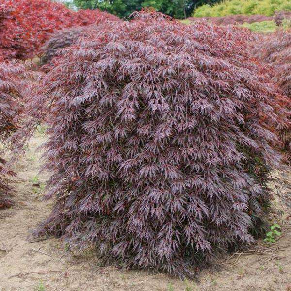 Split Leaf Japanese Maple Trees