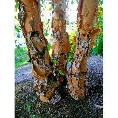 Buy Heritage Birch Online | Fast Growing Ornamental Tree for Privacy ...