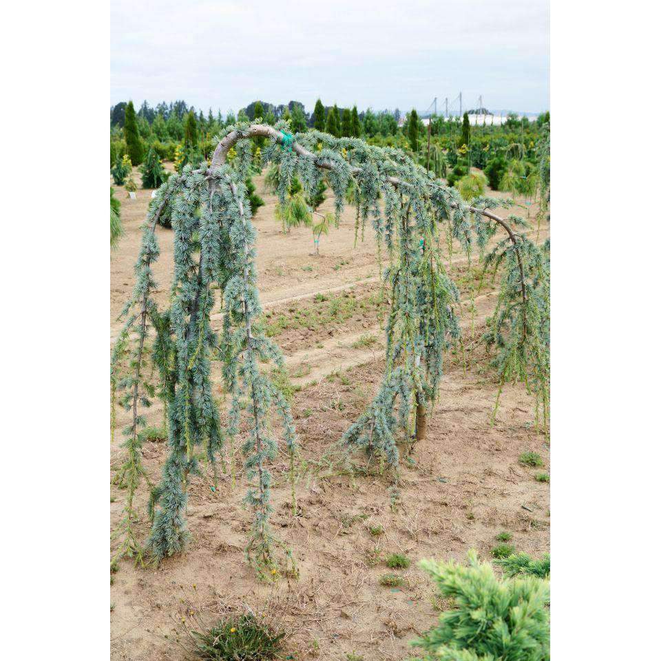 Buy Weeping Blue Atlas Cedar Online | Bay Gardens Online Nursery