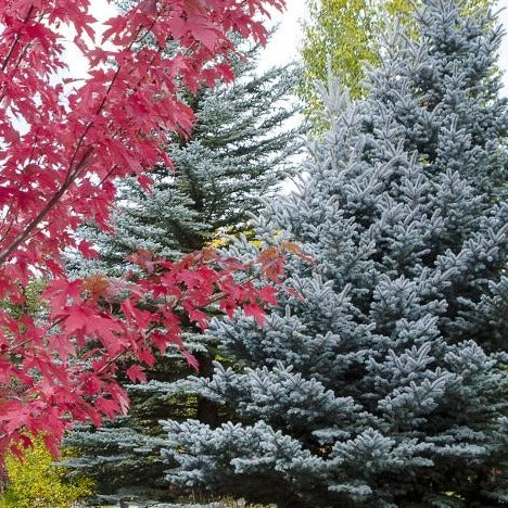 Blue Spruce - Picea pungens 'Colorado' – Bay Gardens