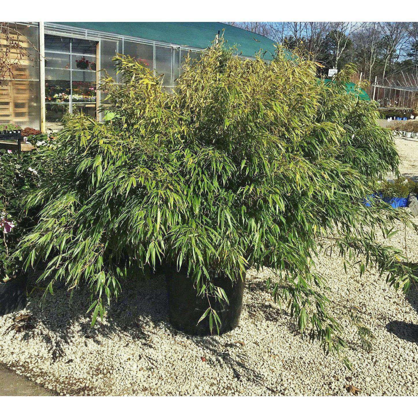 Buy Fargesia Rufa - Clumping Bamboo | Bay Gardens