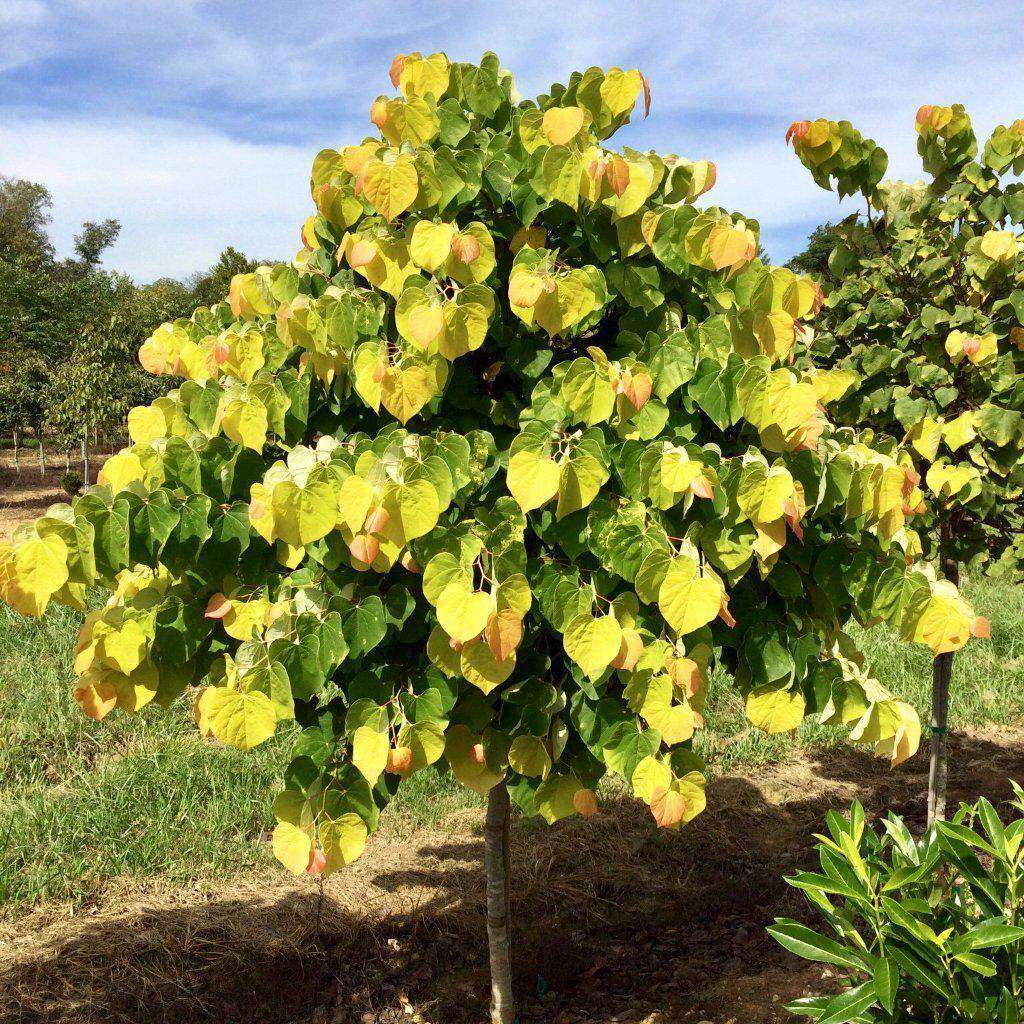 Buy 'Rising Sun' Redbud Online | Flowering Trees | Bay Gardens