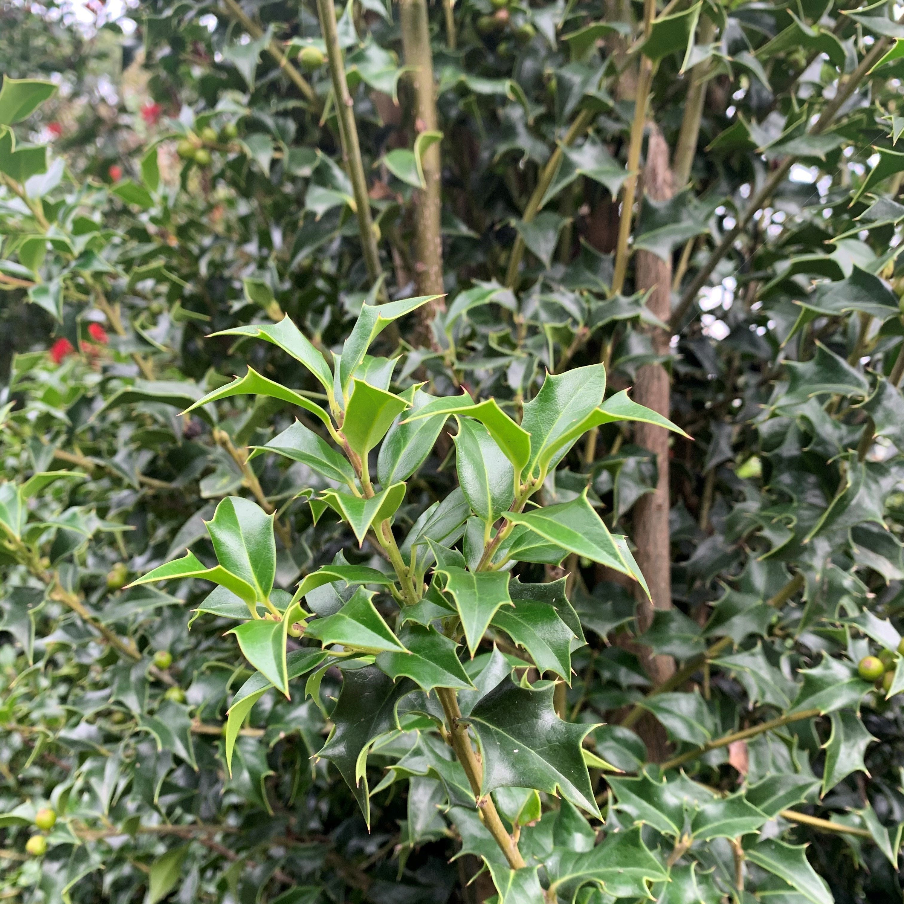 Holly 'Dragon Lady' – Bay Gardens