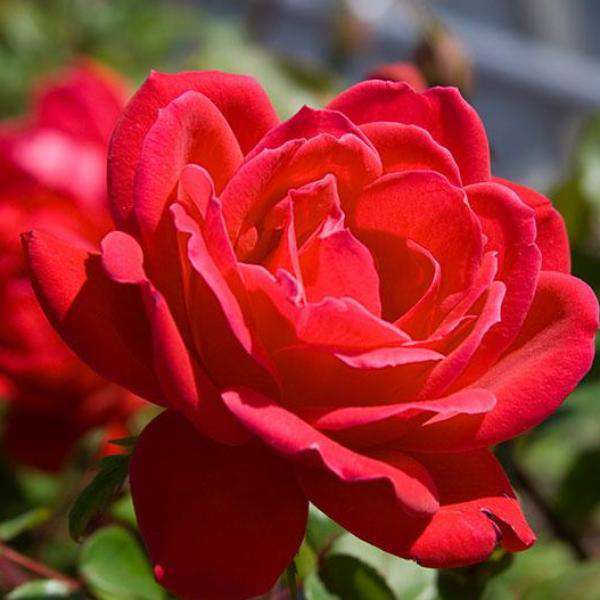 Rosa 'Double Knockout'® ('Radtko') | Flowering Shrubs | Bay Gardens