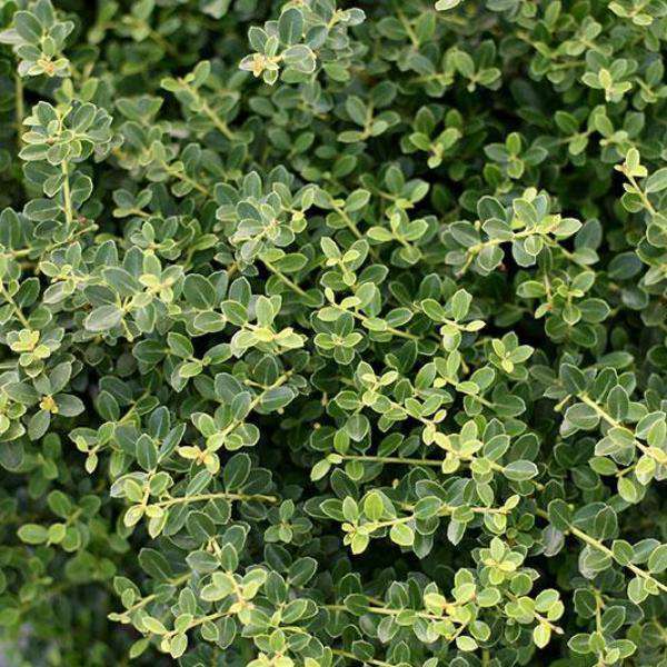 Buy Heller's Japanese Holly Online | Evergreen Shrubs | Bay Gardens