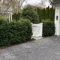 Ilex 'Excelsa Schwoebel' | Evergreen Privacy Hedge Plant – Bay Gardens