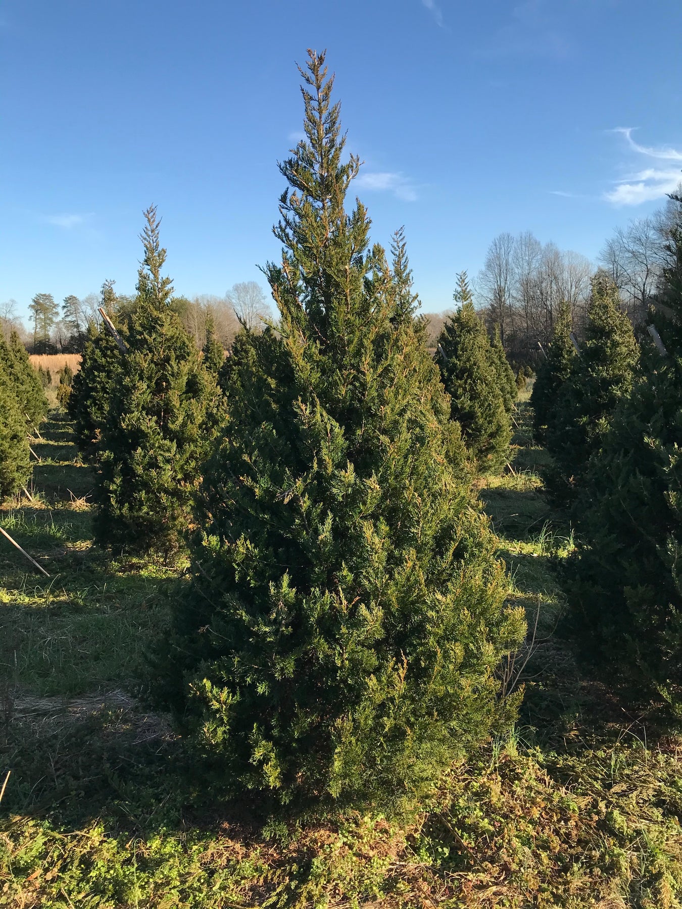 Juniper - Juniperus virg. 'Emerald Sentinel' – Bay Gardens