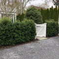 Ilex 'Excelsa Schwoebel' | Evergreen Privacy Hedge Plant – Bay Gardens
