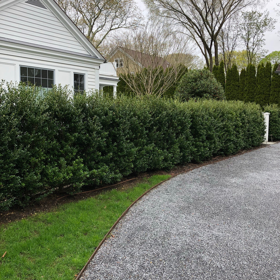 Ilex 'Excelsa Schwoebel' | Evergreen Privacy Hedge Plant – Bay Gardens