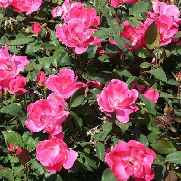 Buy Pink Knockout Rose Online | Flowering Shrubs | Bay Gardens