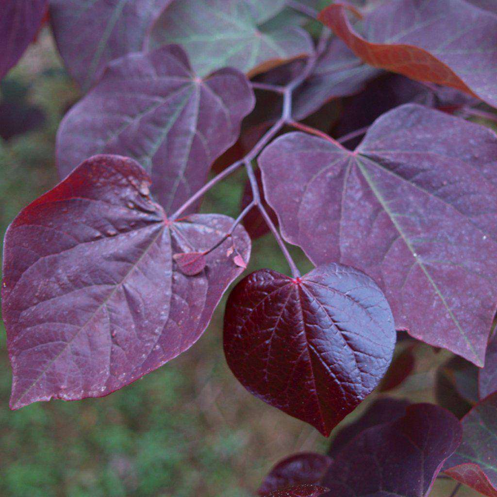 Buy 'Forest Pansy' Redbud Online | Flowering Trees | Bay Gardens