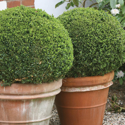 buxus microphylla
