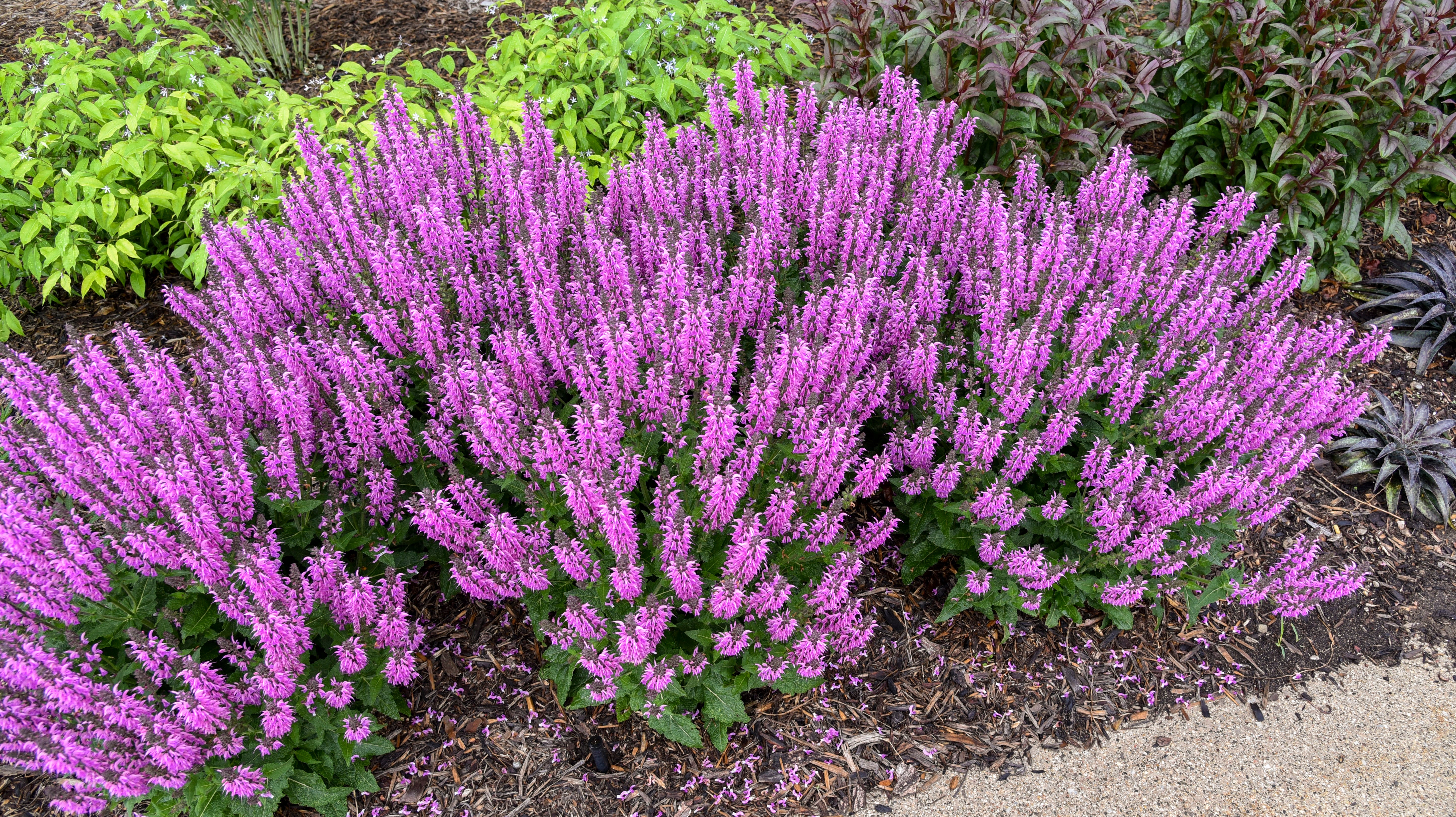 Buy Salvia x sylvestris 'May Night' Online | Shade Perennials | Bay Gardens