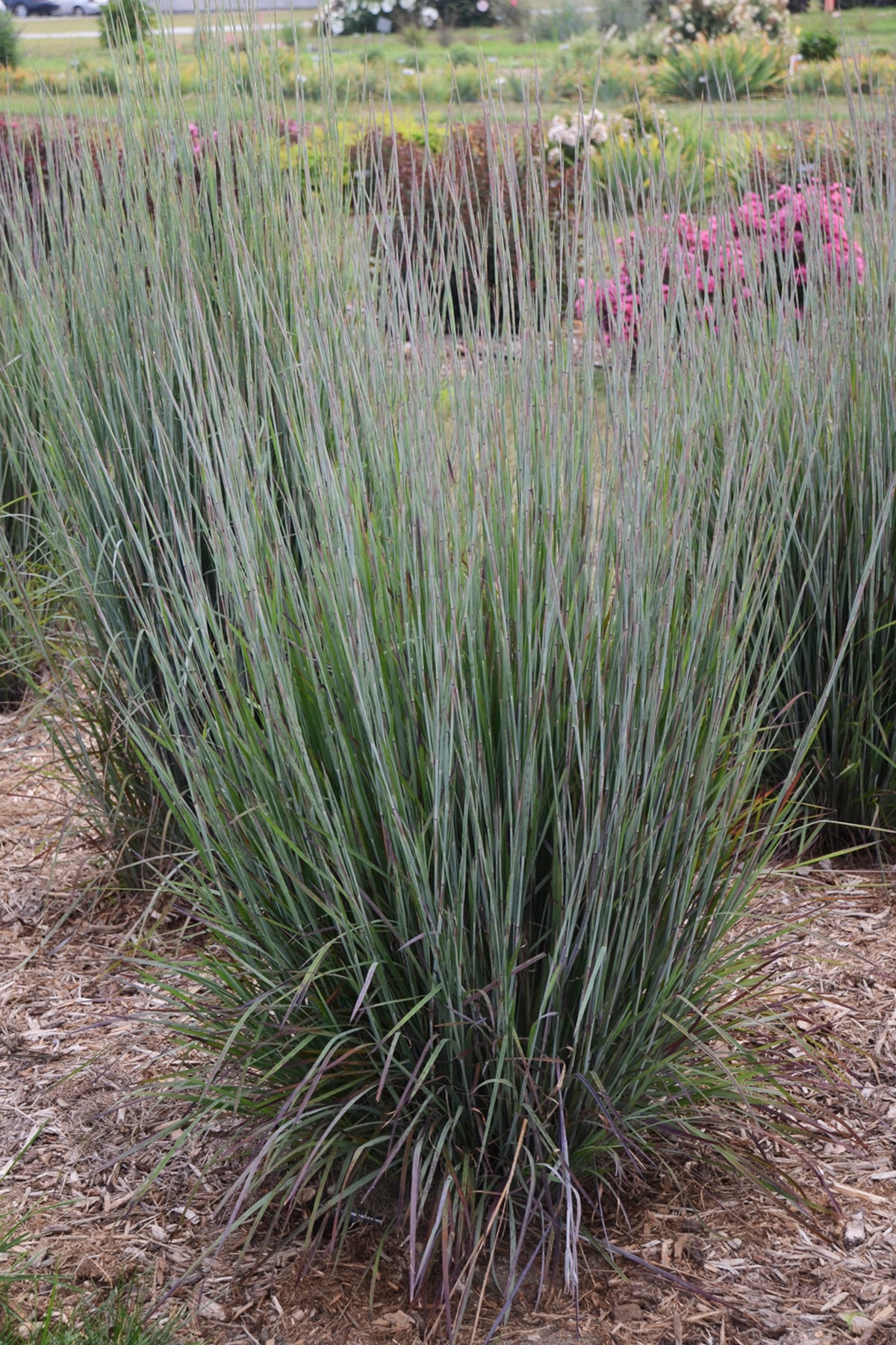 Little Bluestem Grass - Schizachyrium scoparium – Bay Gardens